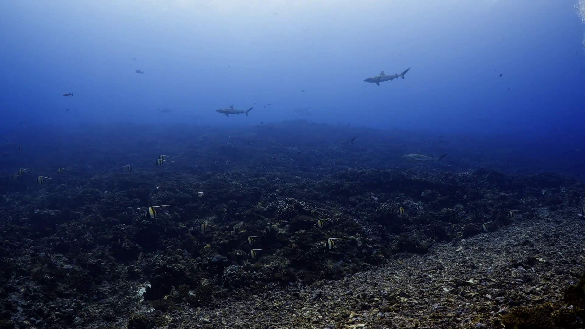 Wall Of Grey Sharks Over Reef - Fakarava Stock Footage SBV-352799173 ...