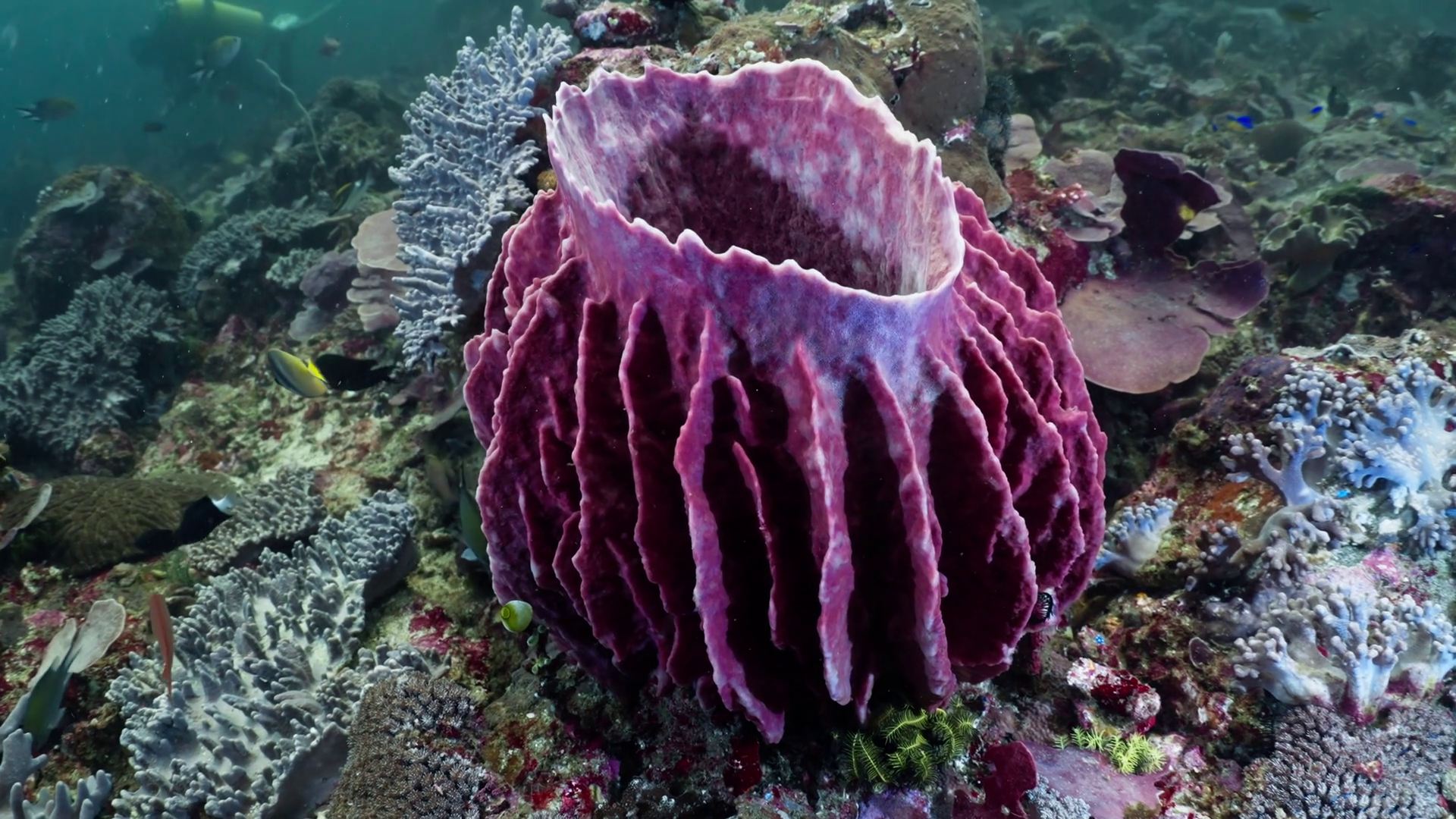 Giant Barrel Sponge In Reef - Komodo - Stock Footage SBV-352806567 ...