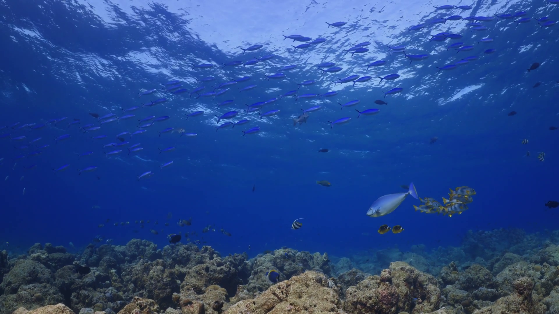 Shoal Of Blue Fusiliers Over Coral Reef - Stock Footage SBV-352811042 ...