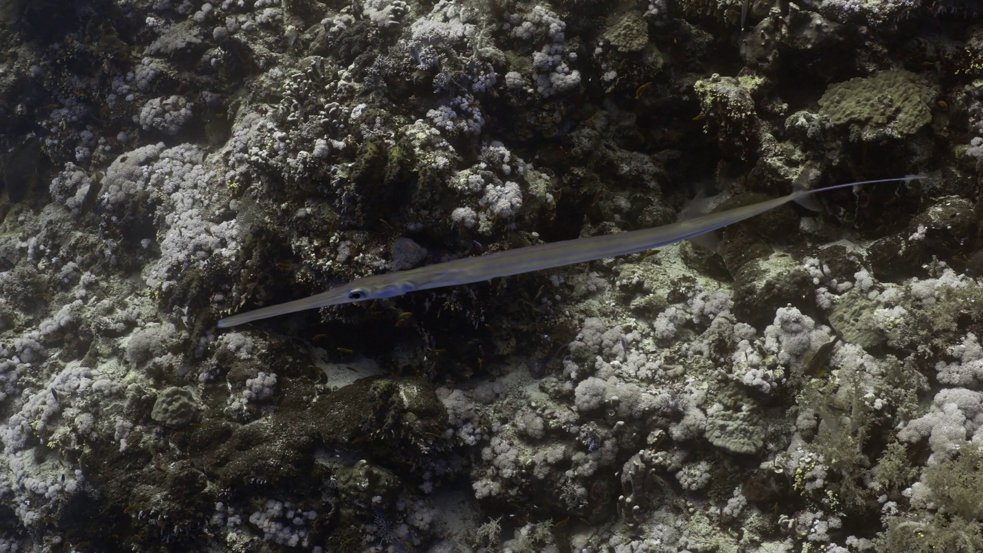 Swordfish Over Coral Reef - Red Sea Egypt Stock Footage SBV-353157846 ...