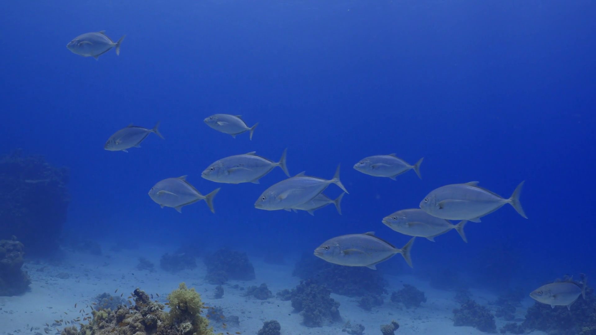 Shoal Of Trivially (jackfish) In Blue Over Stock Footage SBV-353157873 ...