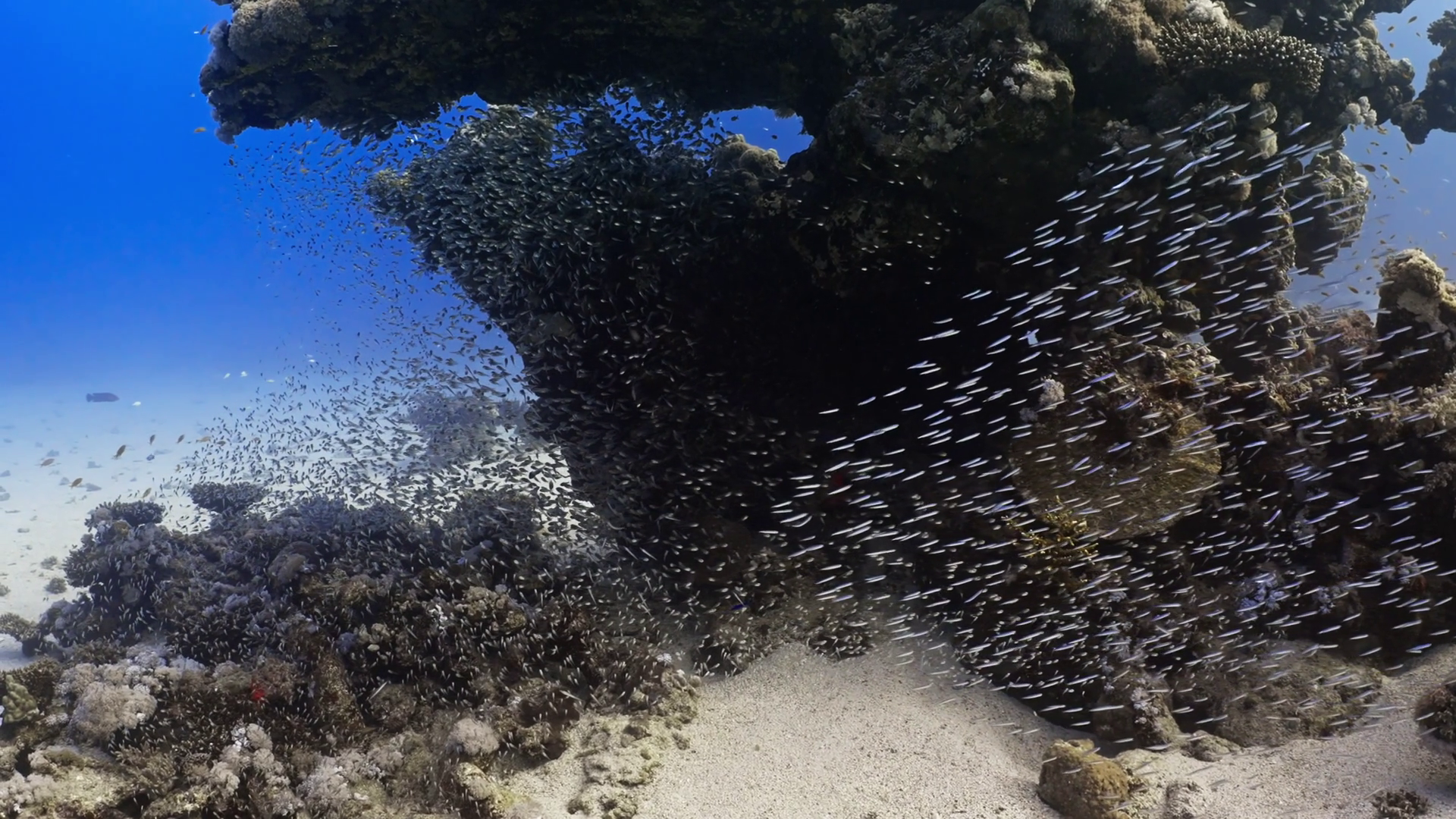 Shoal Of Glassfish In Coral Reef - Red Sea Stock Footage SBV-352868343 ...
