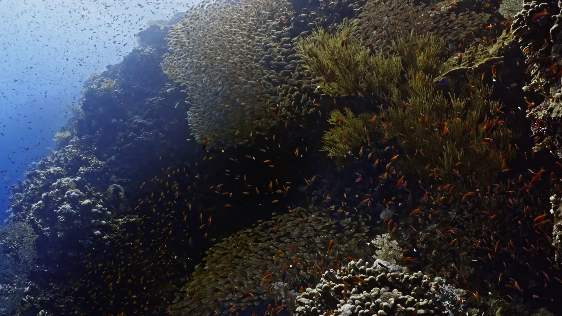 Shoal Of Glassfish In Coral Reef - Red Sea Stock Footage SBV-352868348 ...