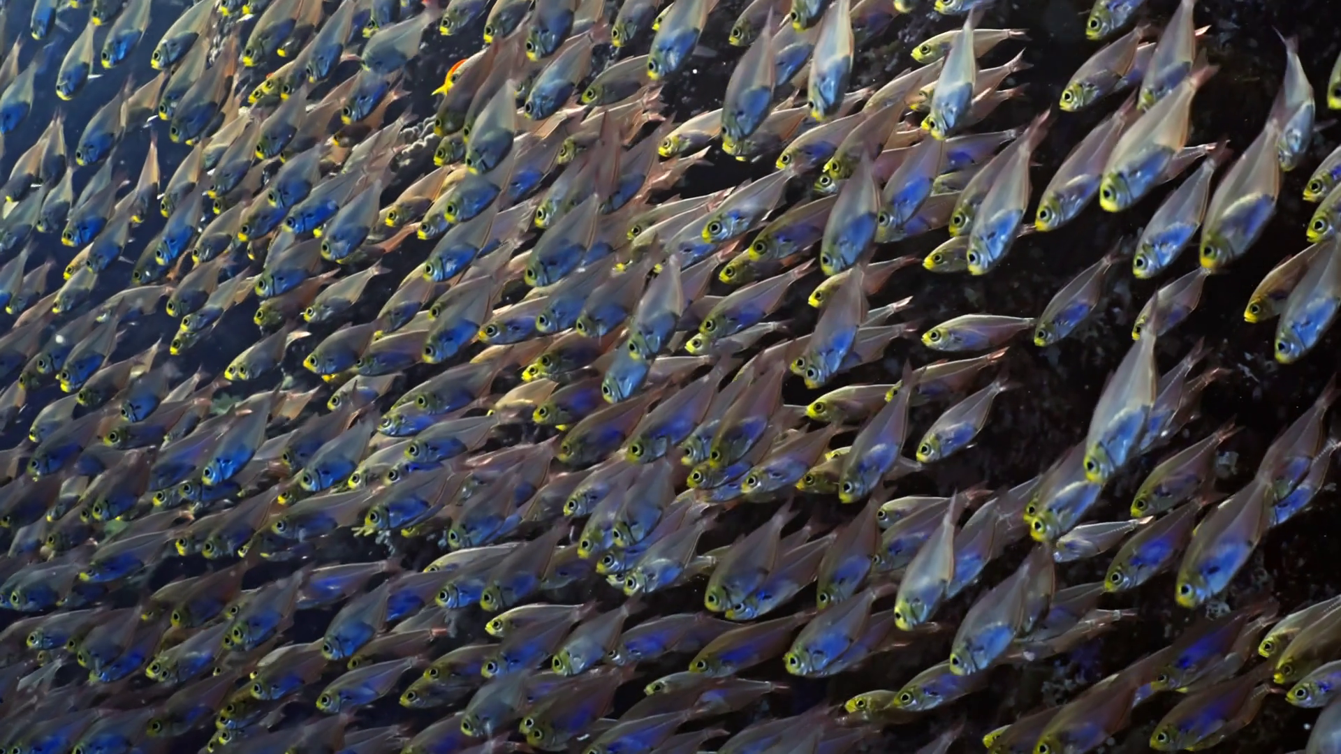 Shoal Of Glassfish In Coral Reef - Red Sea Stock Footage SBV-352868349 ...
