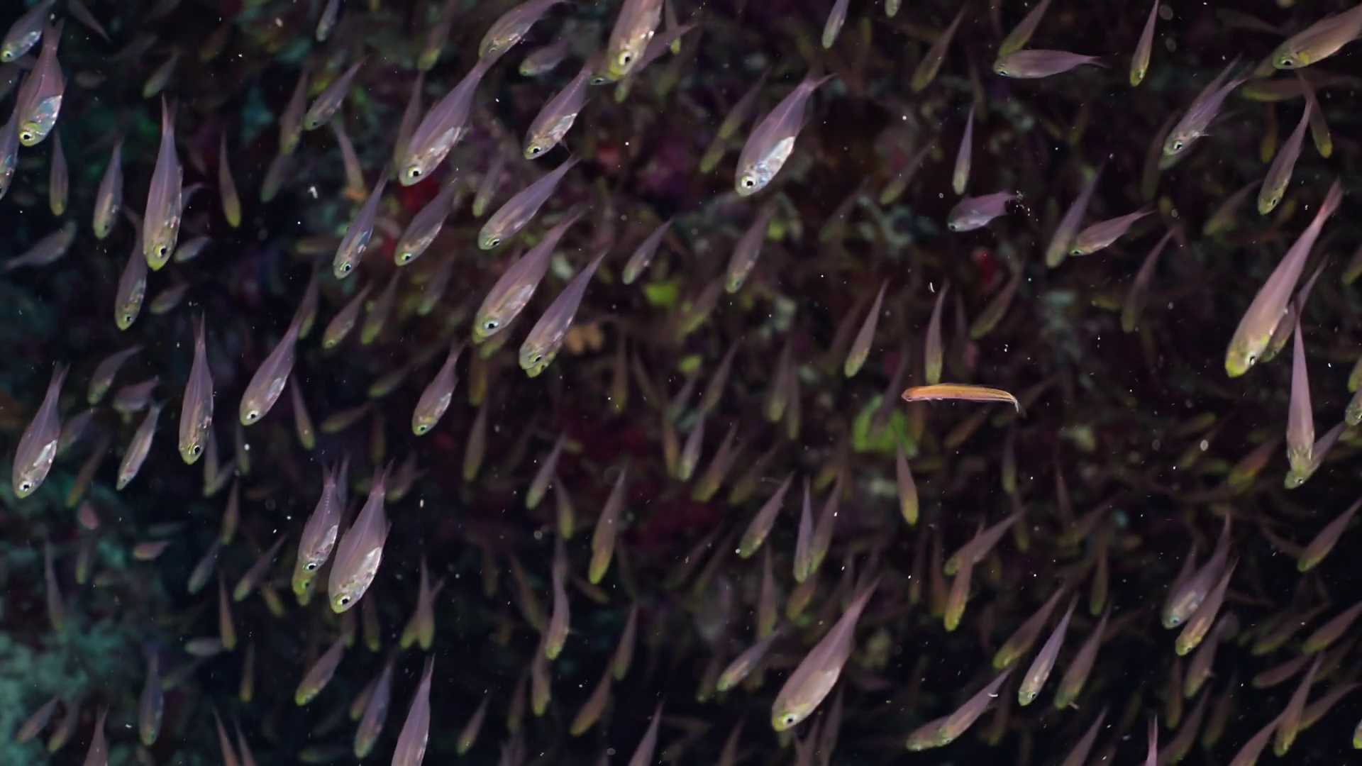 Shoal Of Glassfish In Coral Reef - Red Sea Stock Footage SBV-352868358 ...