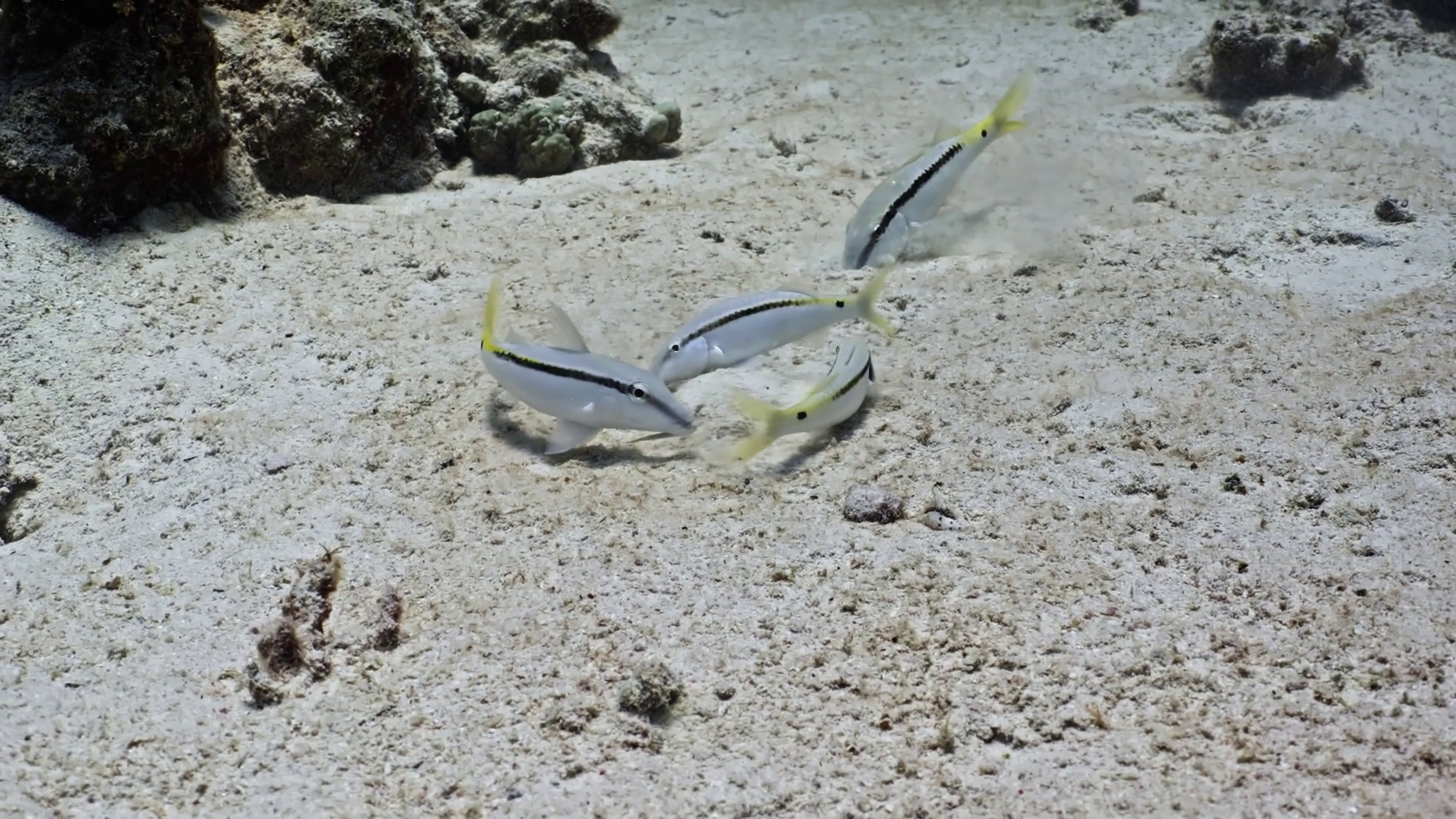 Goatfish Searching Food In Sand - Red Sea Stock Footage SBV-352870225 ...