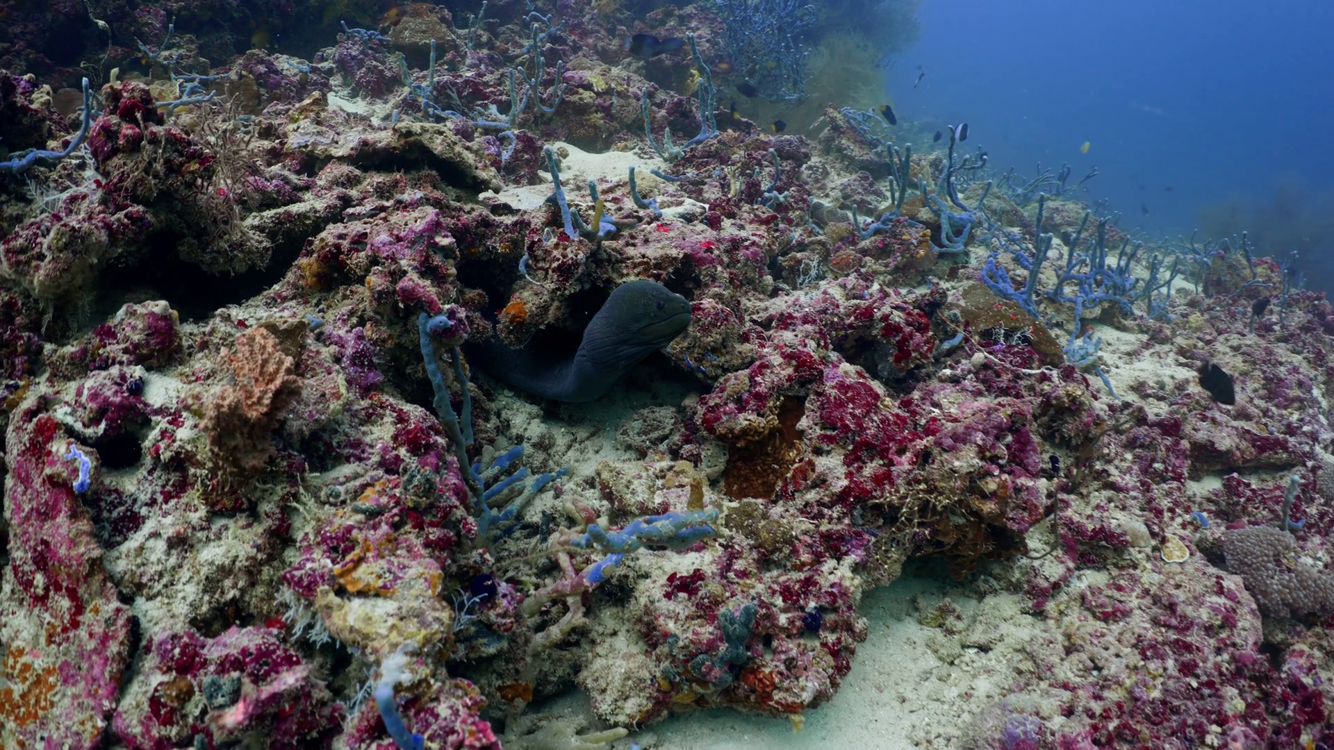 Java Moray Eel In Hole In Coral Reef - North Stock Footage SBV ...