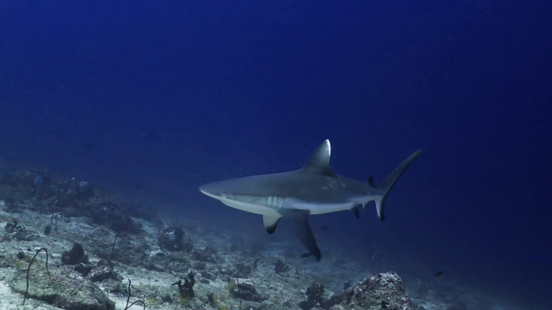 Grey Sharks Hunting Over Coral Reef - North Stock Footage SBV-352746453 ...