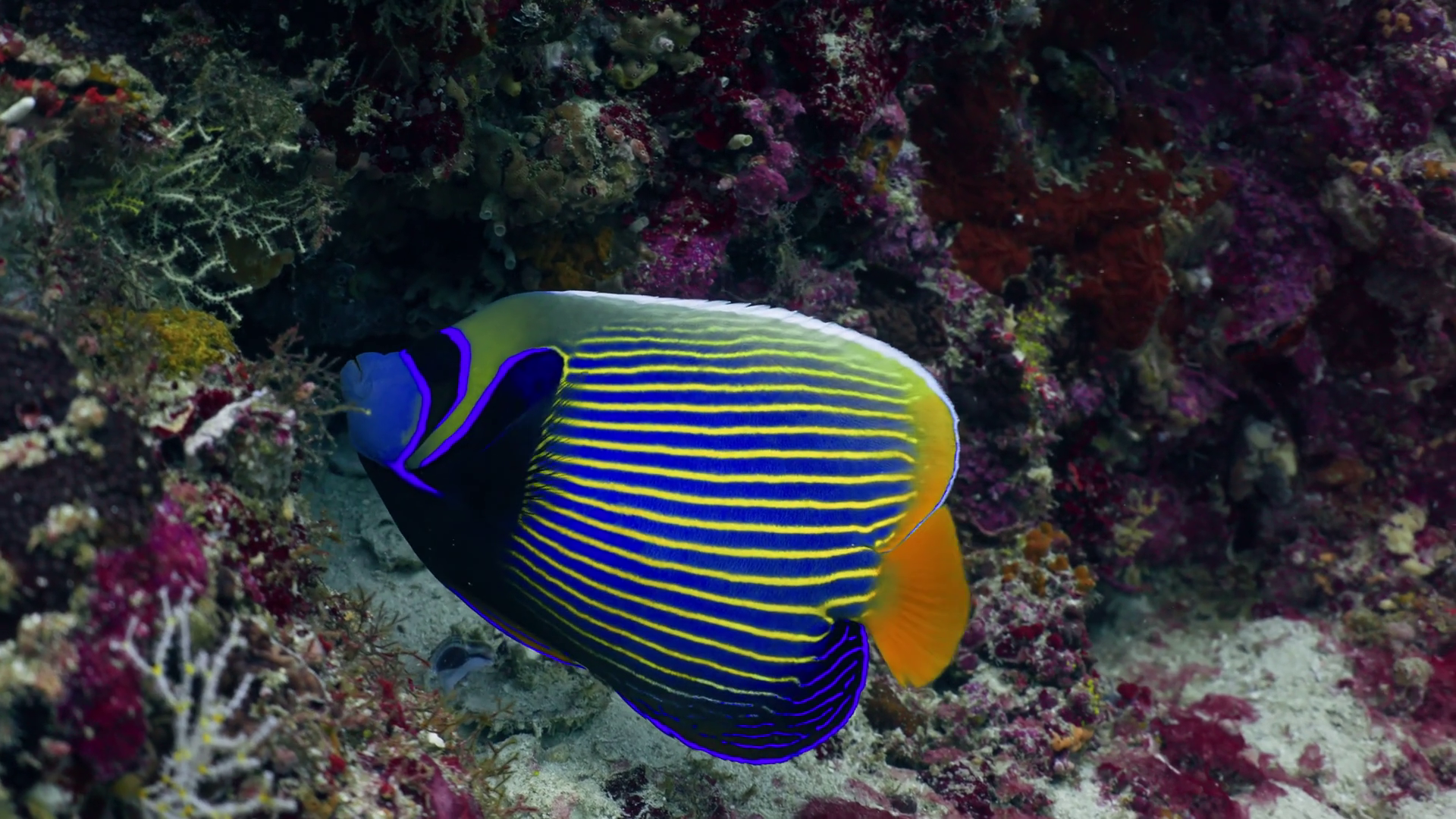 Emperor Angelfish Over Coral Reef - North Stock Footage SBV-352746477 ...
