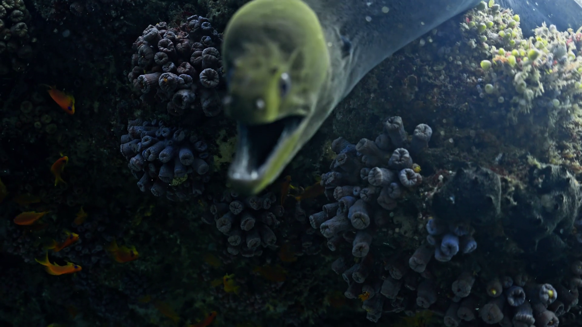 Java Moray Eel Hunting Over Coral Reef - Stock Footage SBV-352767043 ...