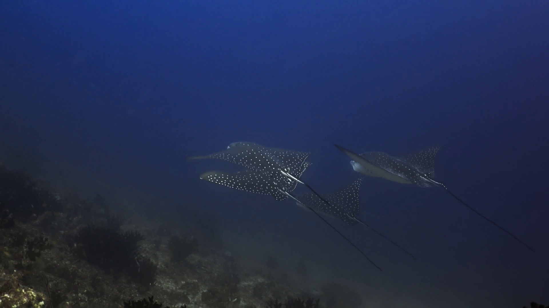 Shoal Of Eagle Ray Over Reef - North Stock Footage SBV-352767105 ...