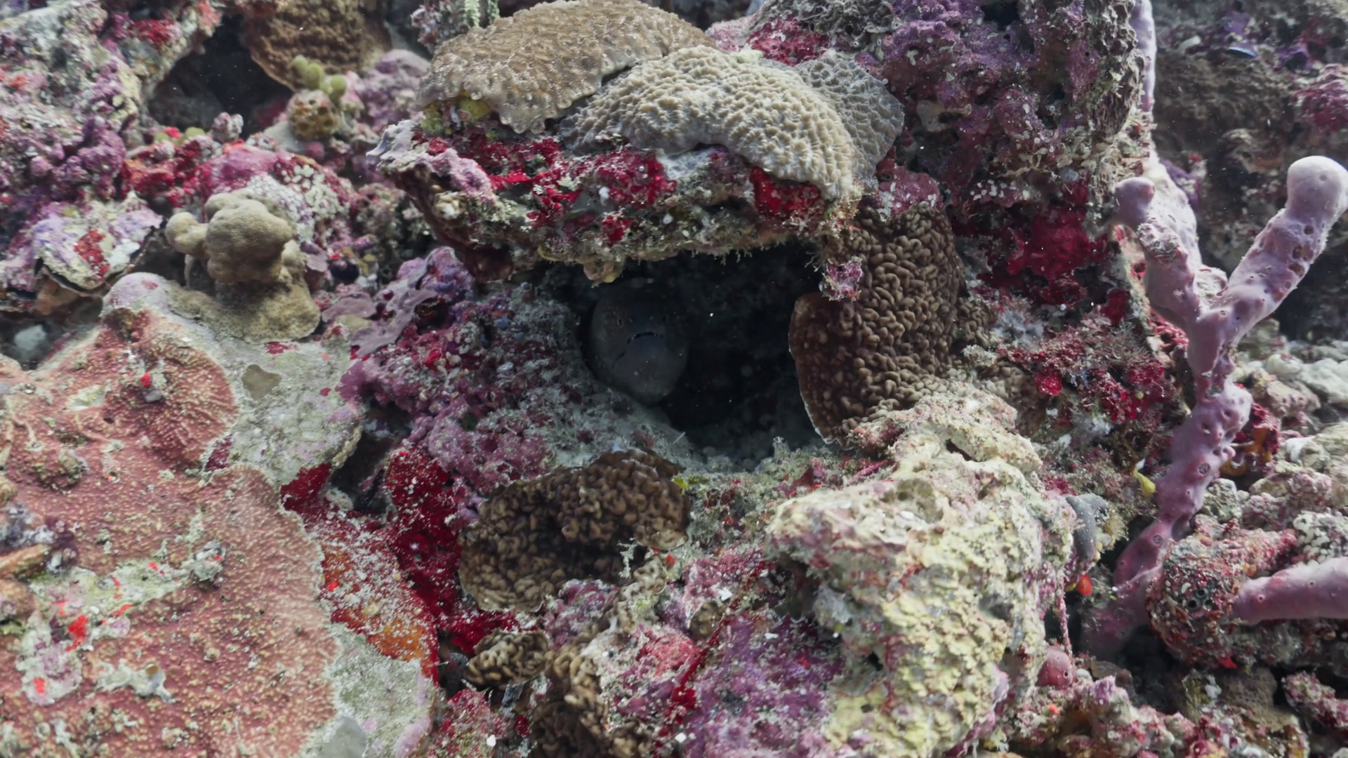 Java Moray Eel In Hole In Coral Reef - North Stock Footage SBV ...
