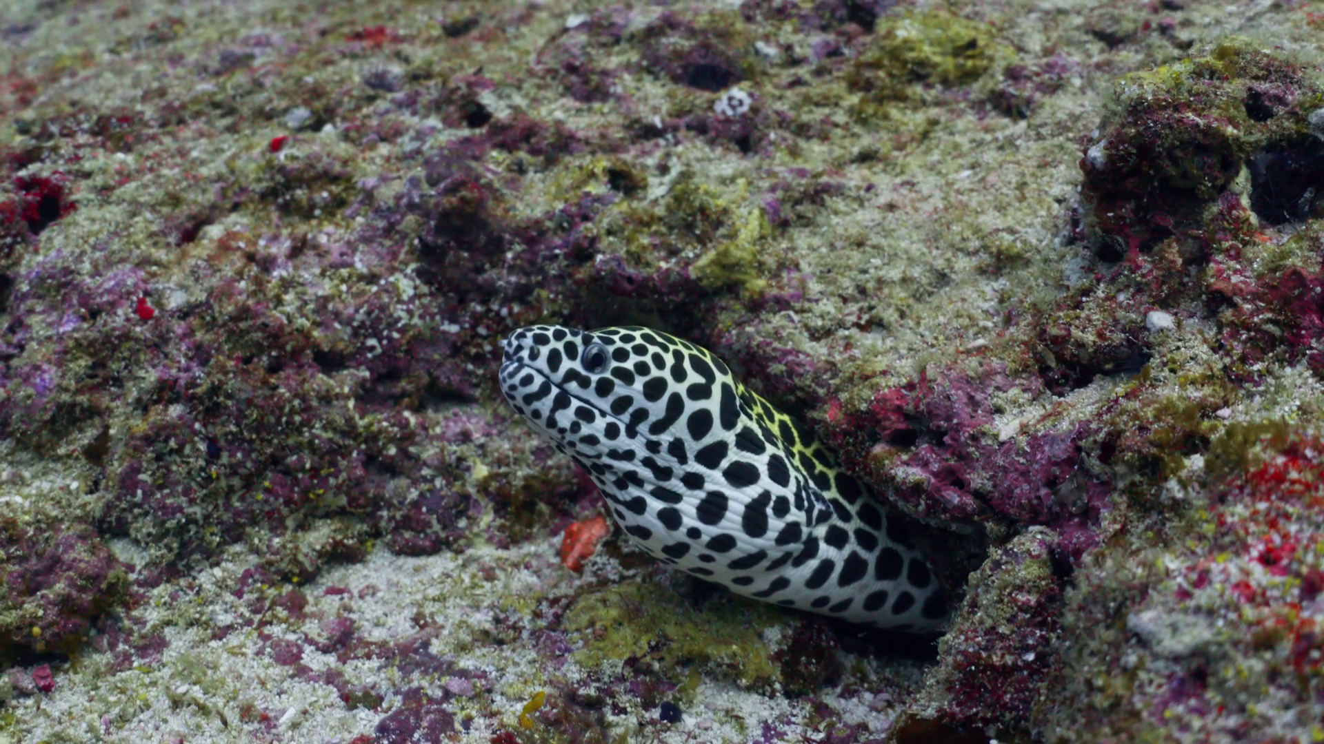 Honeycomb Moray Eel In Hole In Coral Reef - Stock Footage SBV-352767132 ...