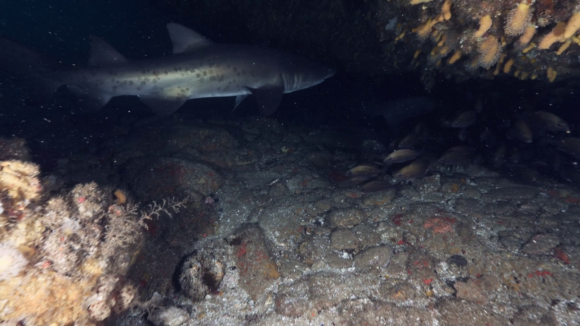 Raggies Tiger Sand Shark In Diving Site Of Stock Footage SBV-352855631 ...