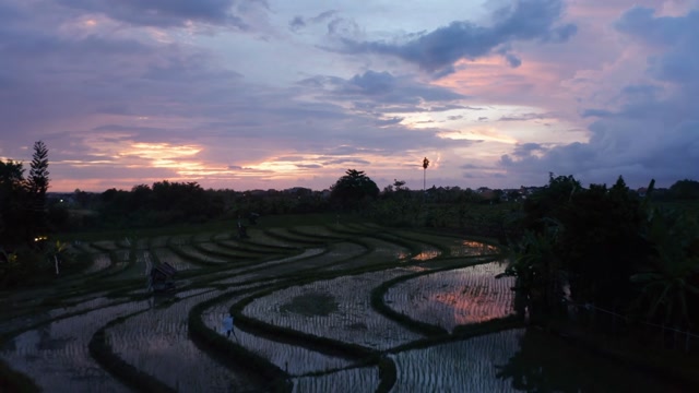 Rice Field At Night Stock Footage: Royalty-Free Video Clips - Storyblocks