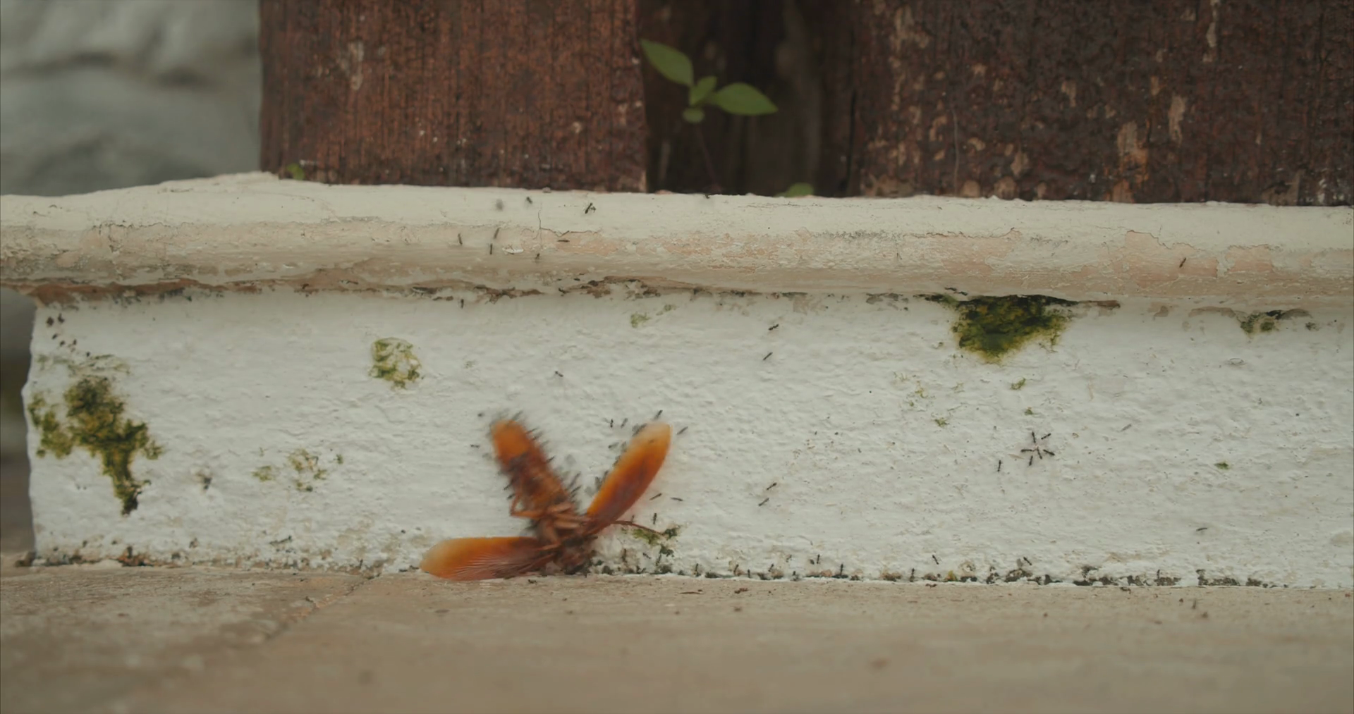 Timelapse Of Ants Eating Insect Group Of Stock Footage SBV-347711301 ...