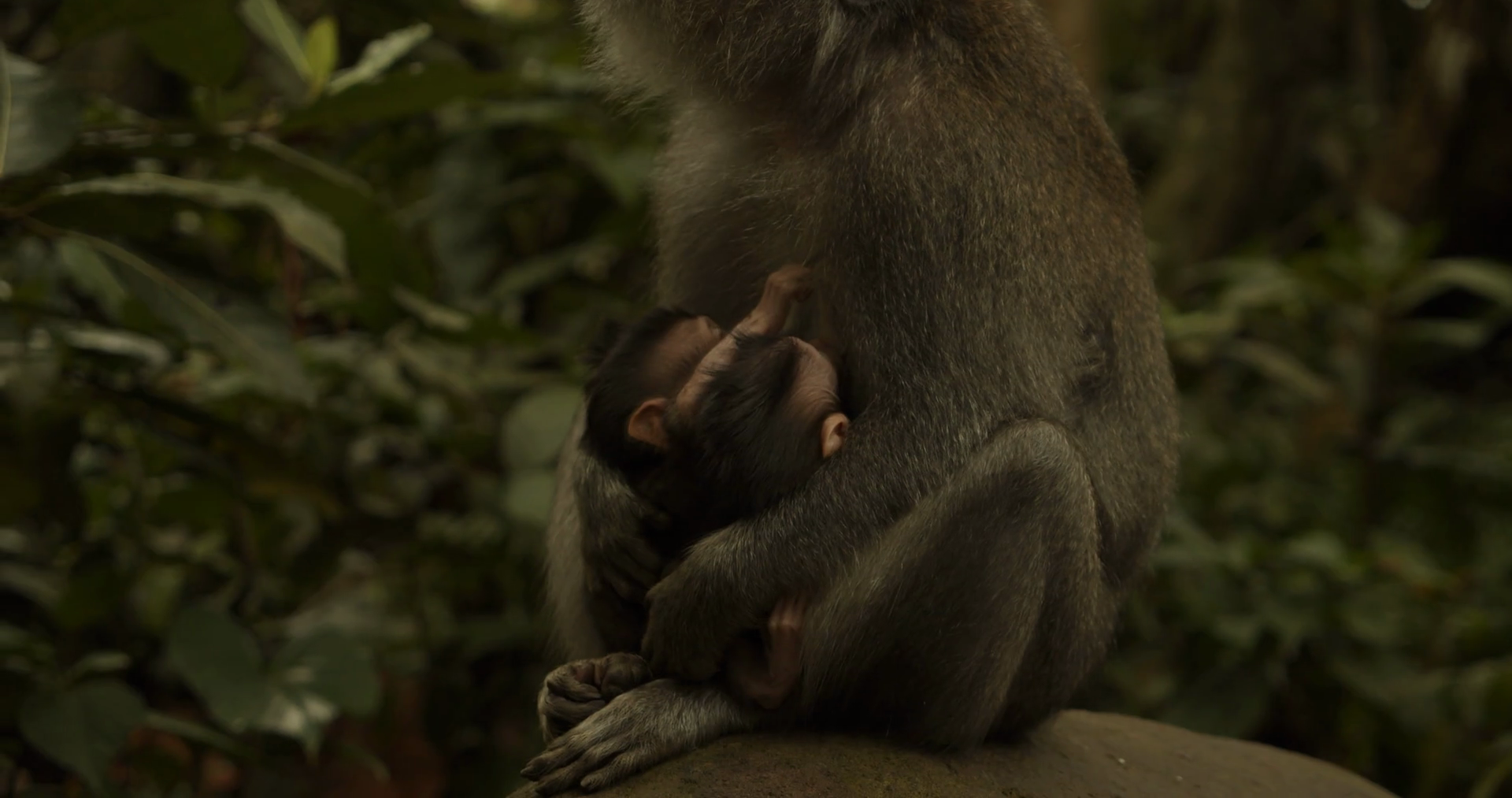 Close Up Of Two Baby Monkeys Nursing In Lap Stock Footage SBV-347711229 ...