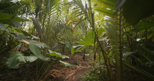 African Jungle Stock Footage: Royalty-Free Video Clips - Storyblocks