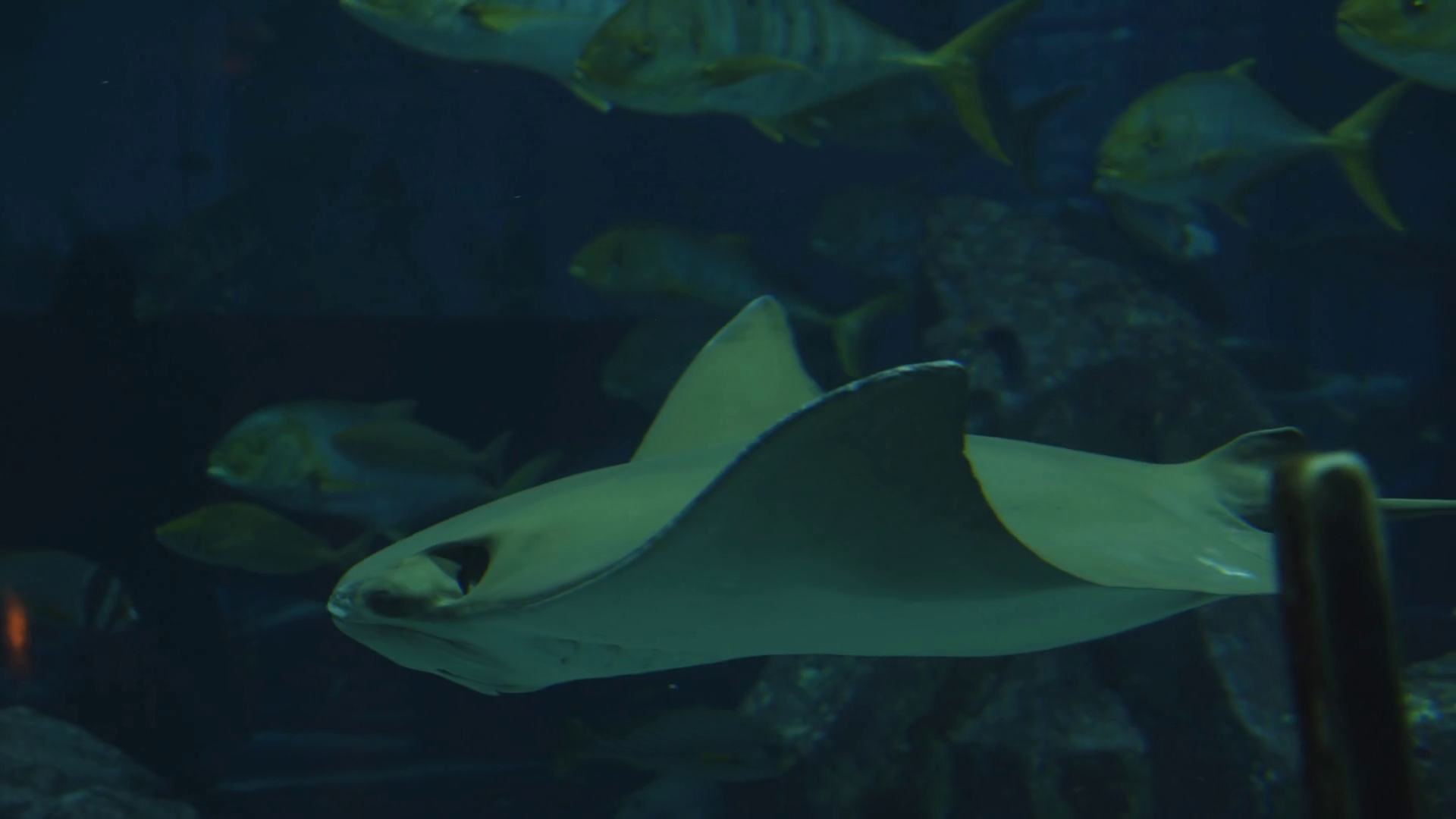 Underwater Shot Of Stingray Swimming Stock Footage SBV-347712408 ...
