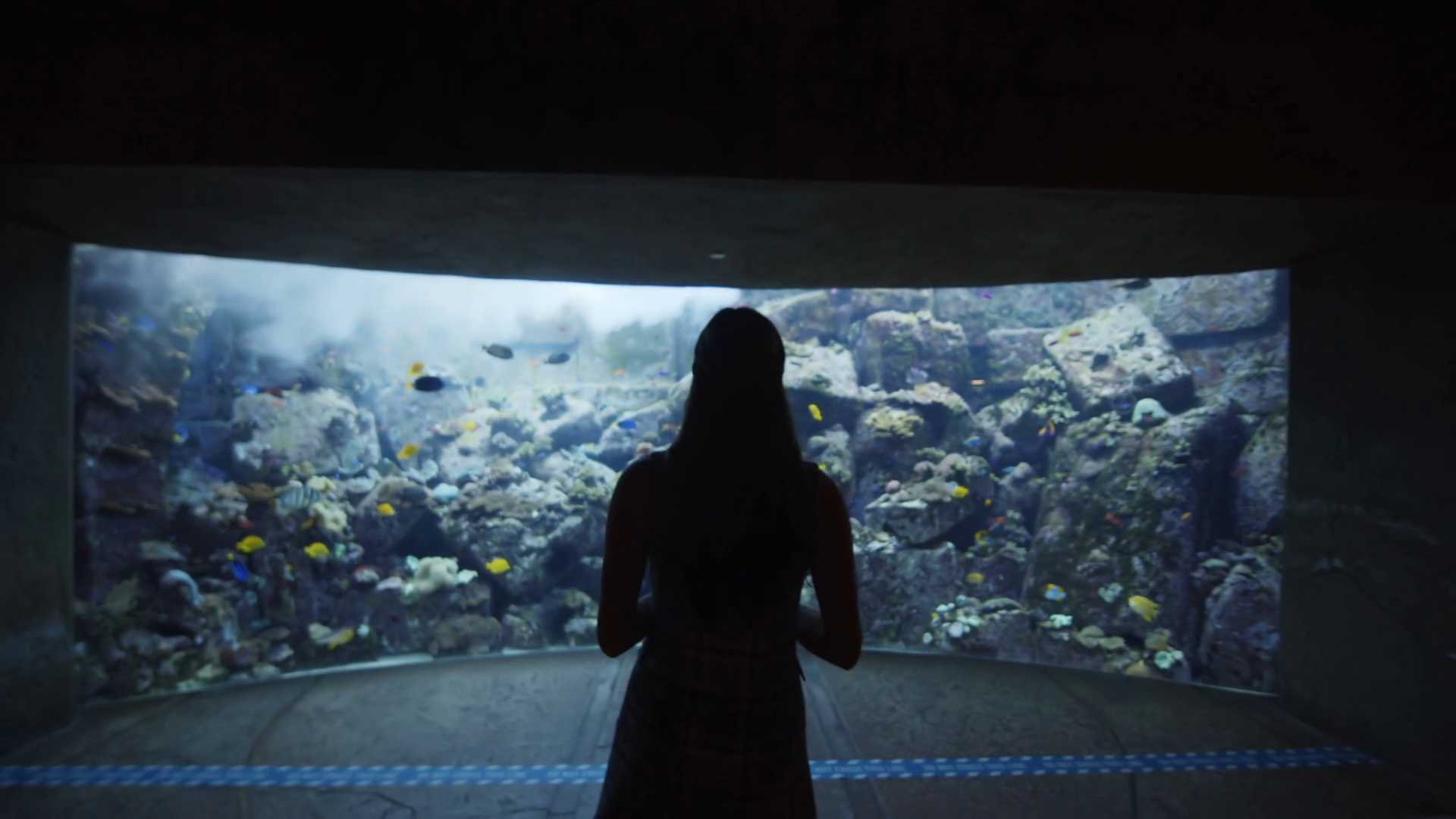 Woman Walking Towards Large Fish Tank In Stock Footage SBV-347712382 ...