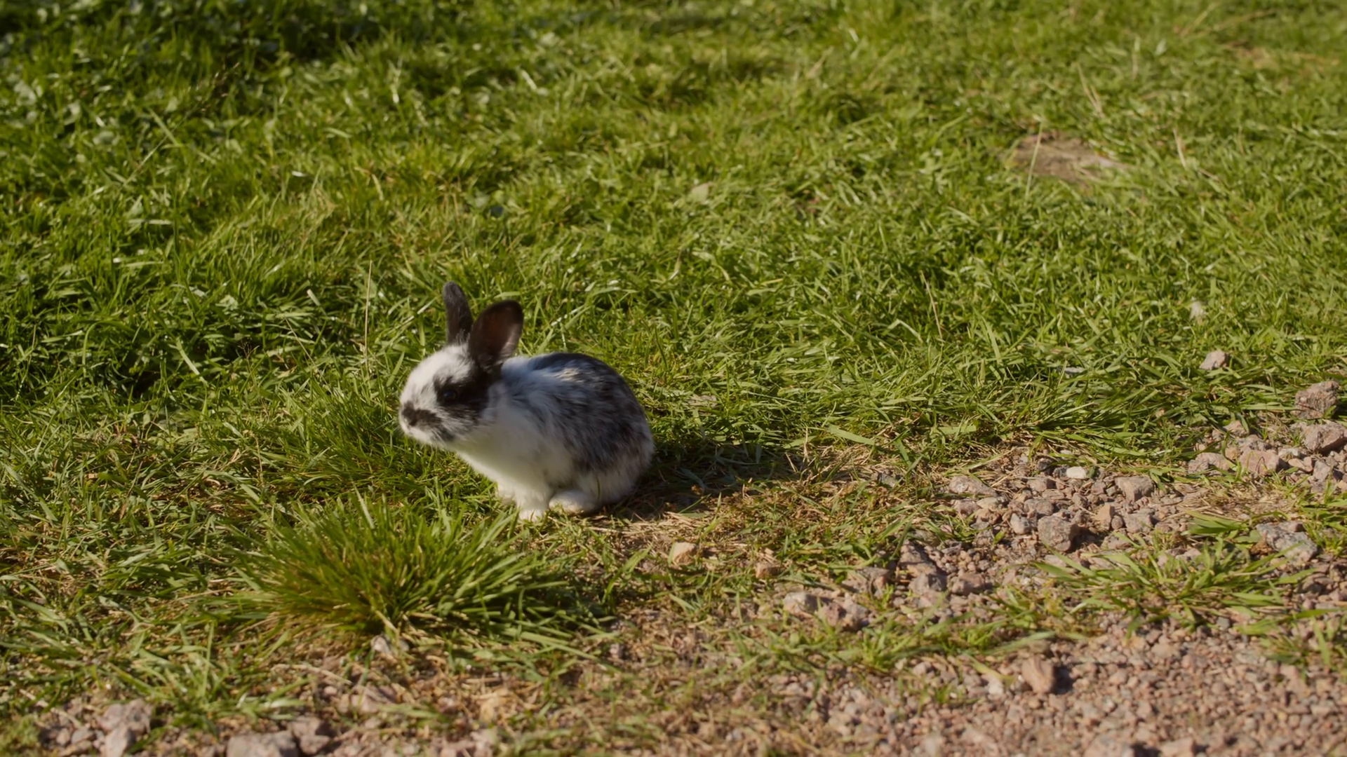 High Angle Shot Of Little Black White Rabbit Stock Footage SBV ...