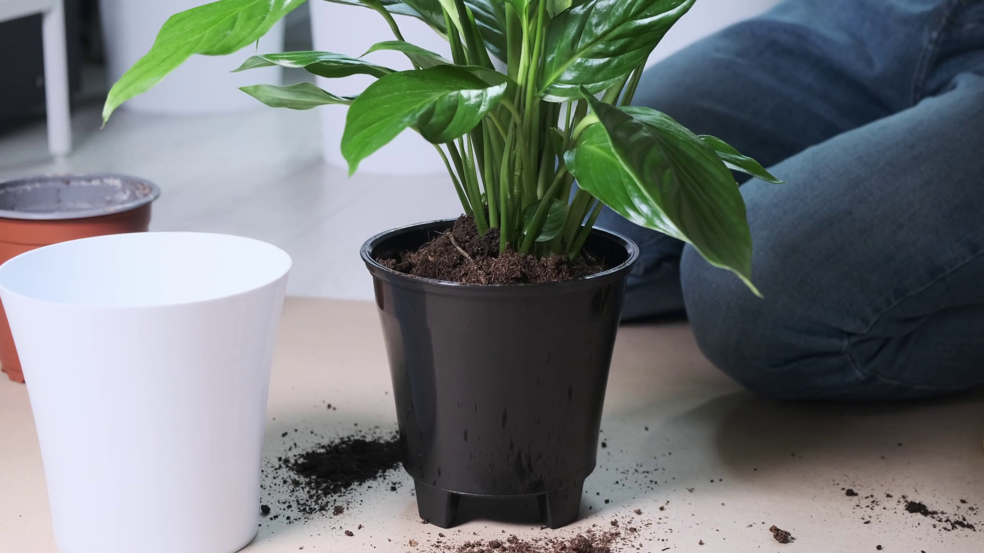 Man Adding Soil To Flower Pot With Plant Stock Footage SBV-347805963 ...