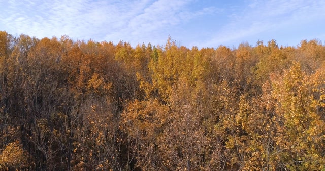 Tree Changing Seasons Timelapse Stock Footage: Royalty-Free Video Clips ...