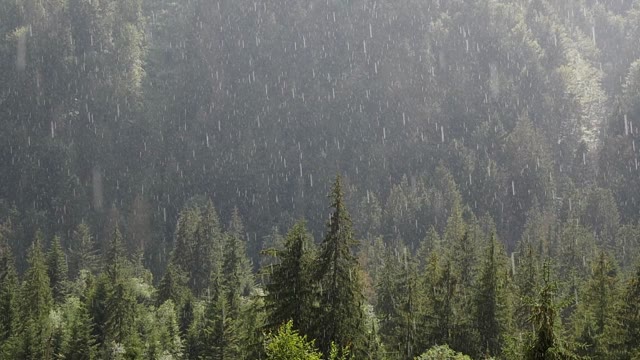 Raining In Forest Stock Footage: Royalty-Free Video Clips - Storyblocks
