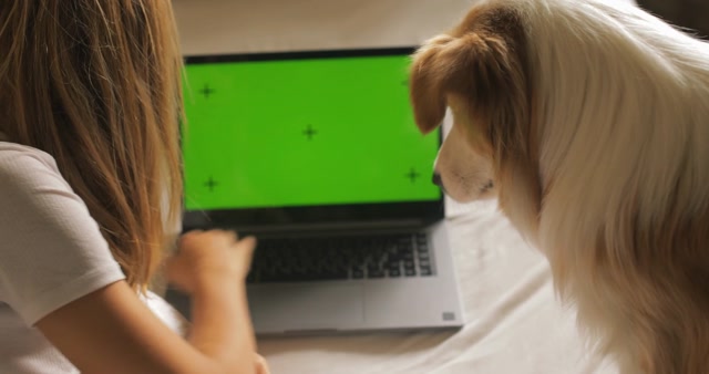 Green Screen Dog Stock Footage: Royalty-Free Video Clips - Storyblocks