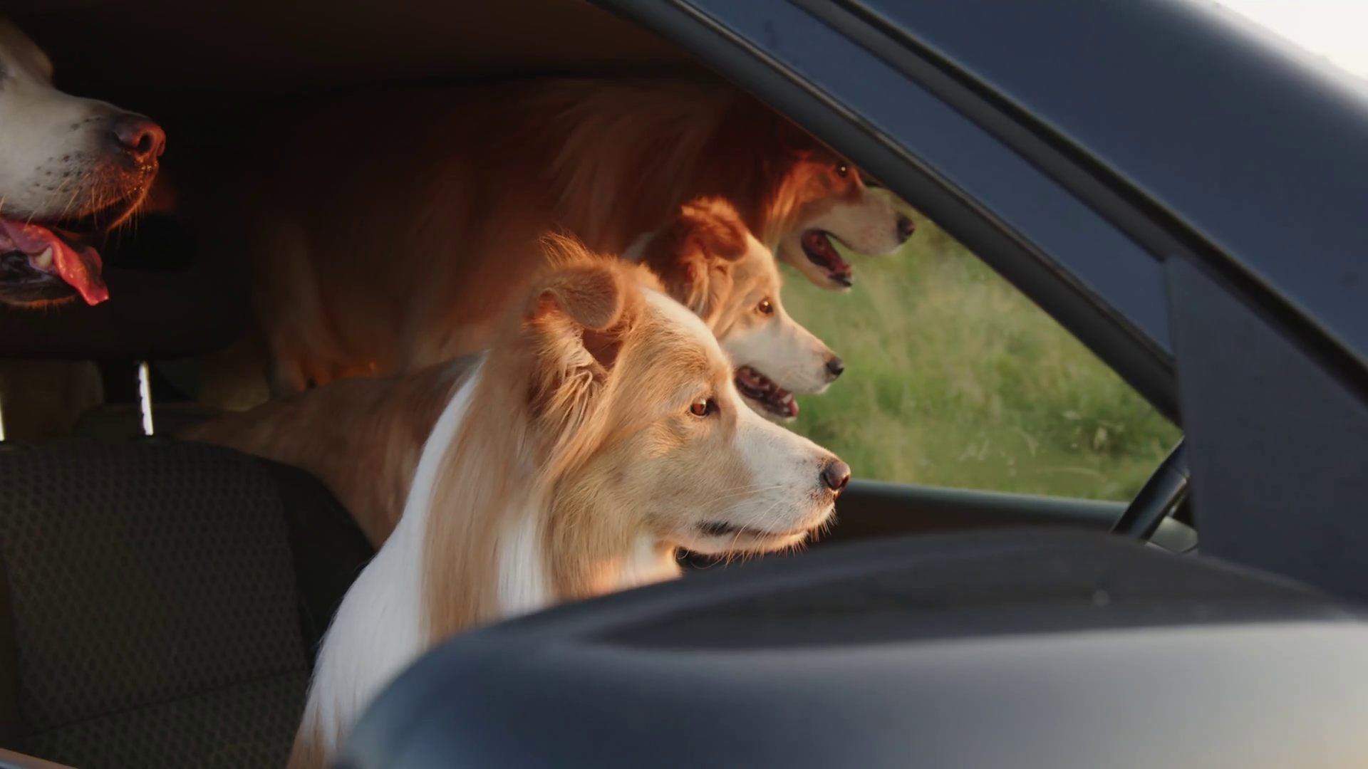 Cinematic Shoot Dogs Sitting In Car Border Stock Footage SBV-347620804 ...