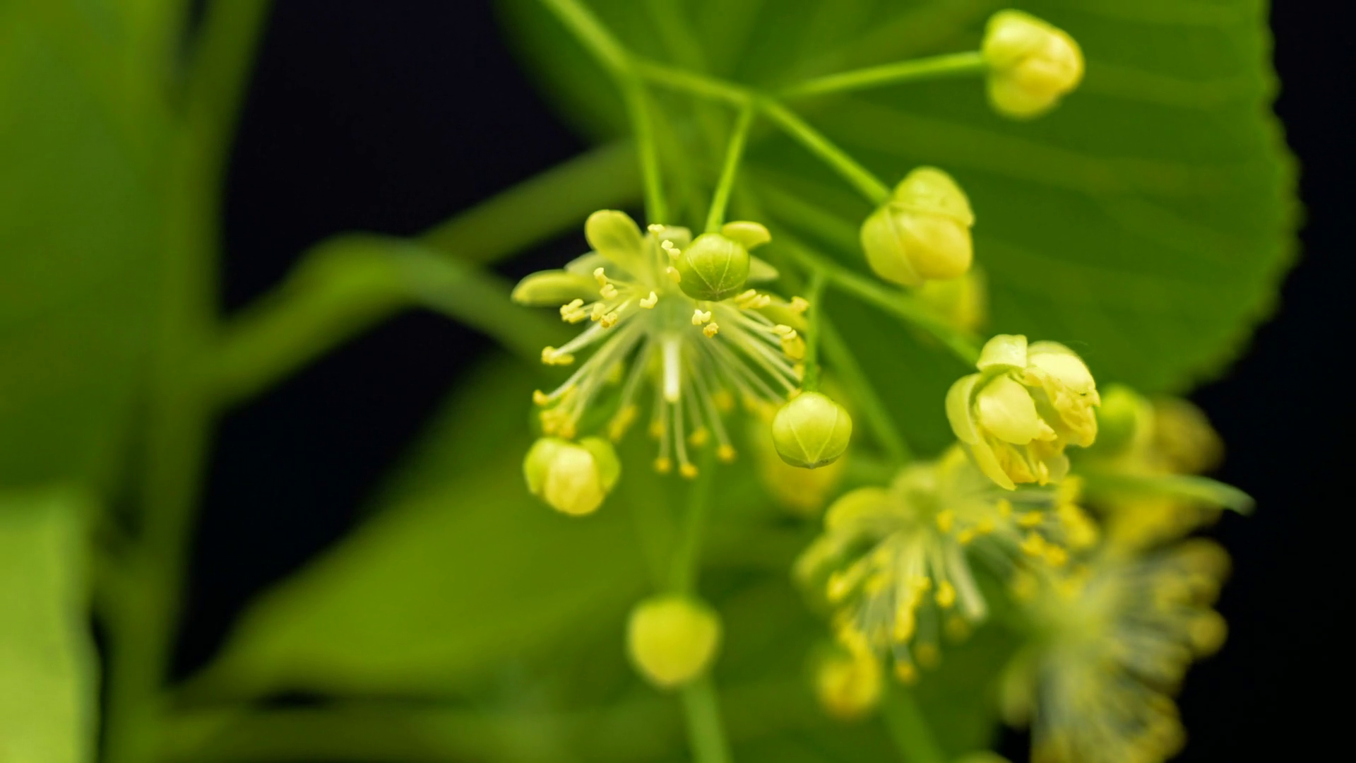 Linden Flower Blossoming Timelapse On Black Stock Footage SBV-352185128 ...
