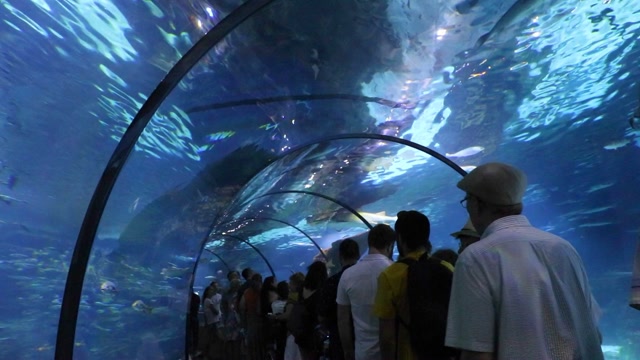 Inside Whale Stock Footage: Royalty-Free Video Clips - Storyblocks