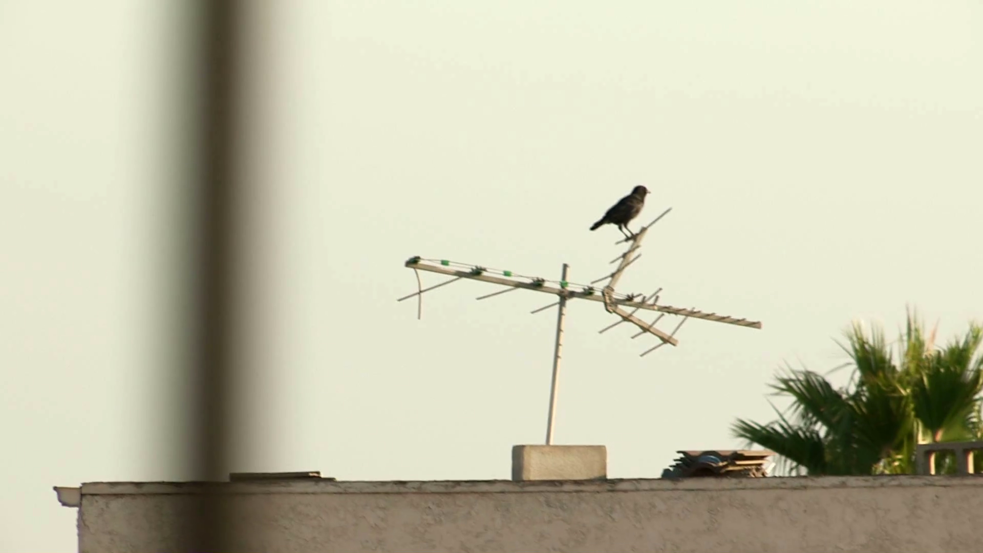 Bird Resting On Tv Antenna Then Flying Away Stock Footage SBV-348434857 ...
