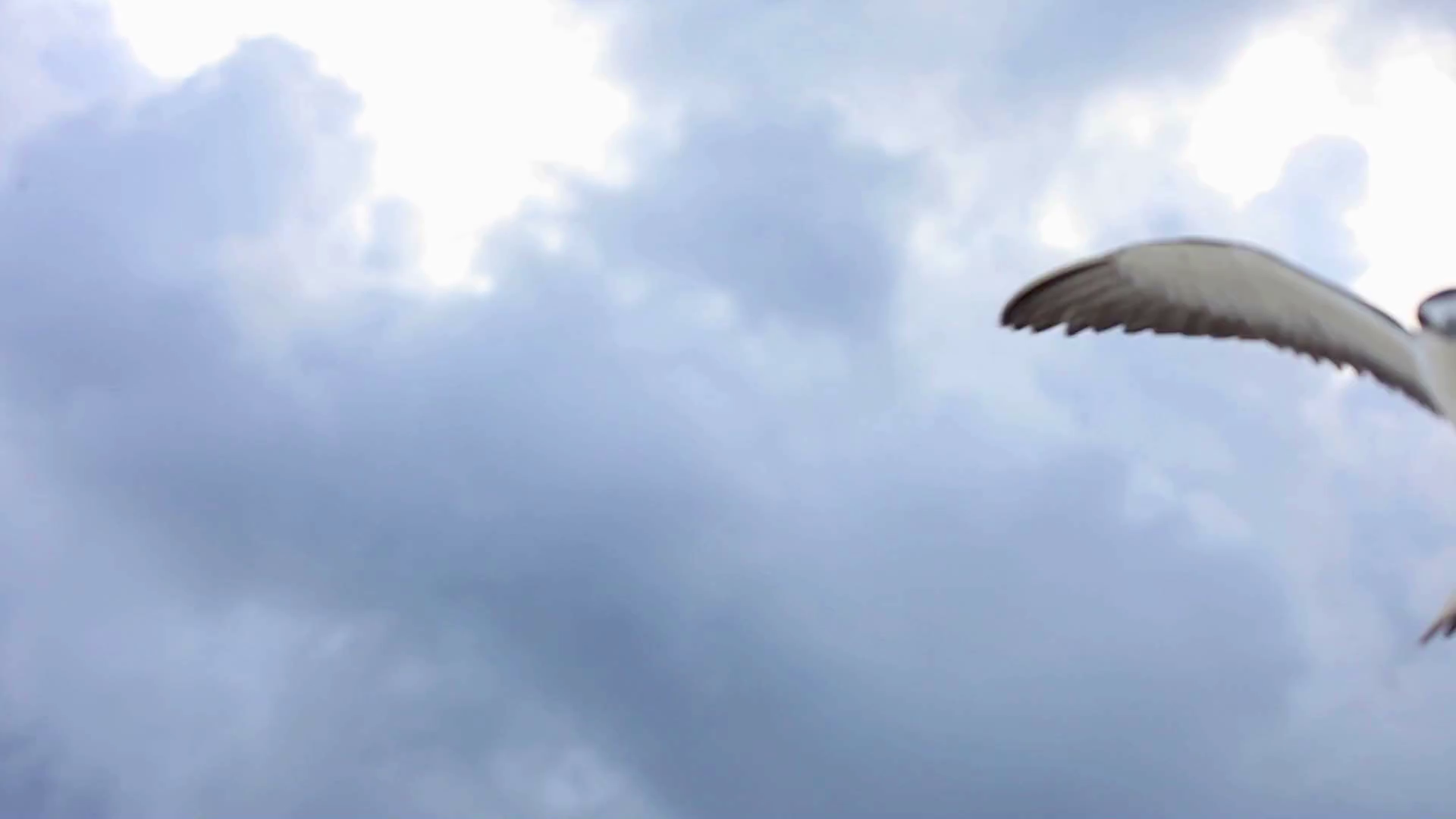 Birds Flying Very Close To Camera Bird Stock Footage SBV-348435671 ...