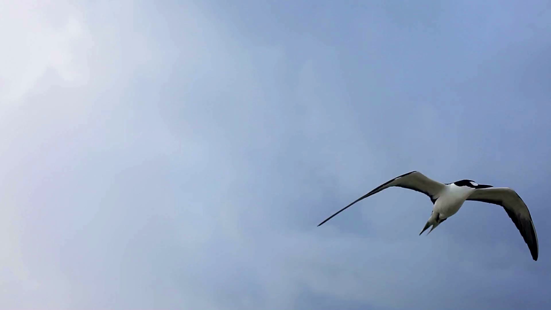 Birds Flying Very Close To Camera Bird Stock Footage SBV-348435738 ...