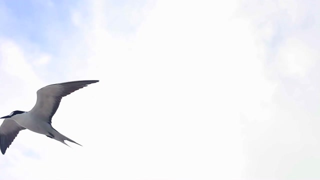 Bird Flying Toward Camera Stock Footage: Royalty-Free Video Clips ...