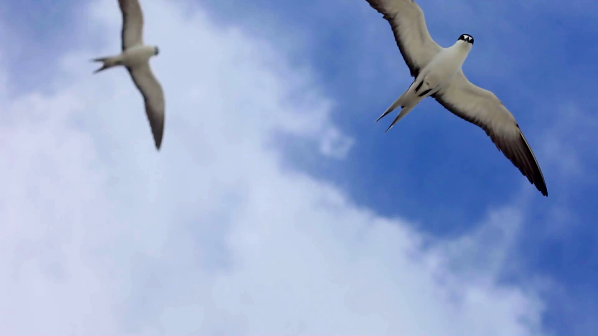 Birds Flying Very Close To Camera Bird Stock Footage SBV-348435672 ...
