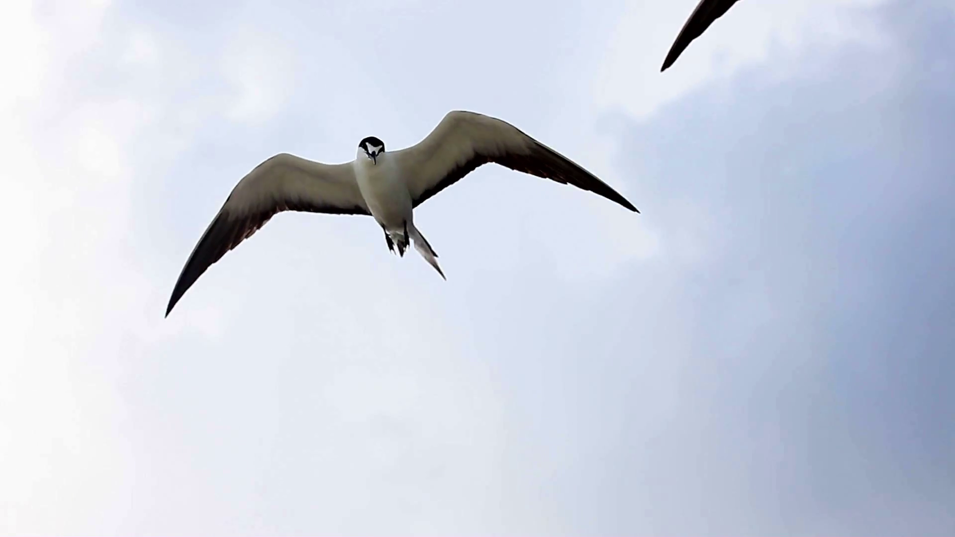 Birds Flying Very Close To Camera Bird Stock Footage SBV-348435737 ...