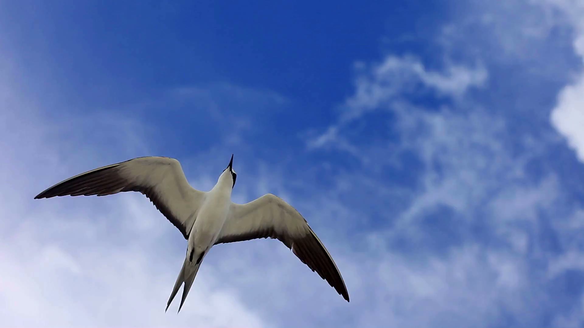 Birds Flying Very Close To Camera Bird Stock Footage SBV-348435667 ...