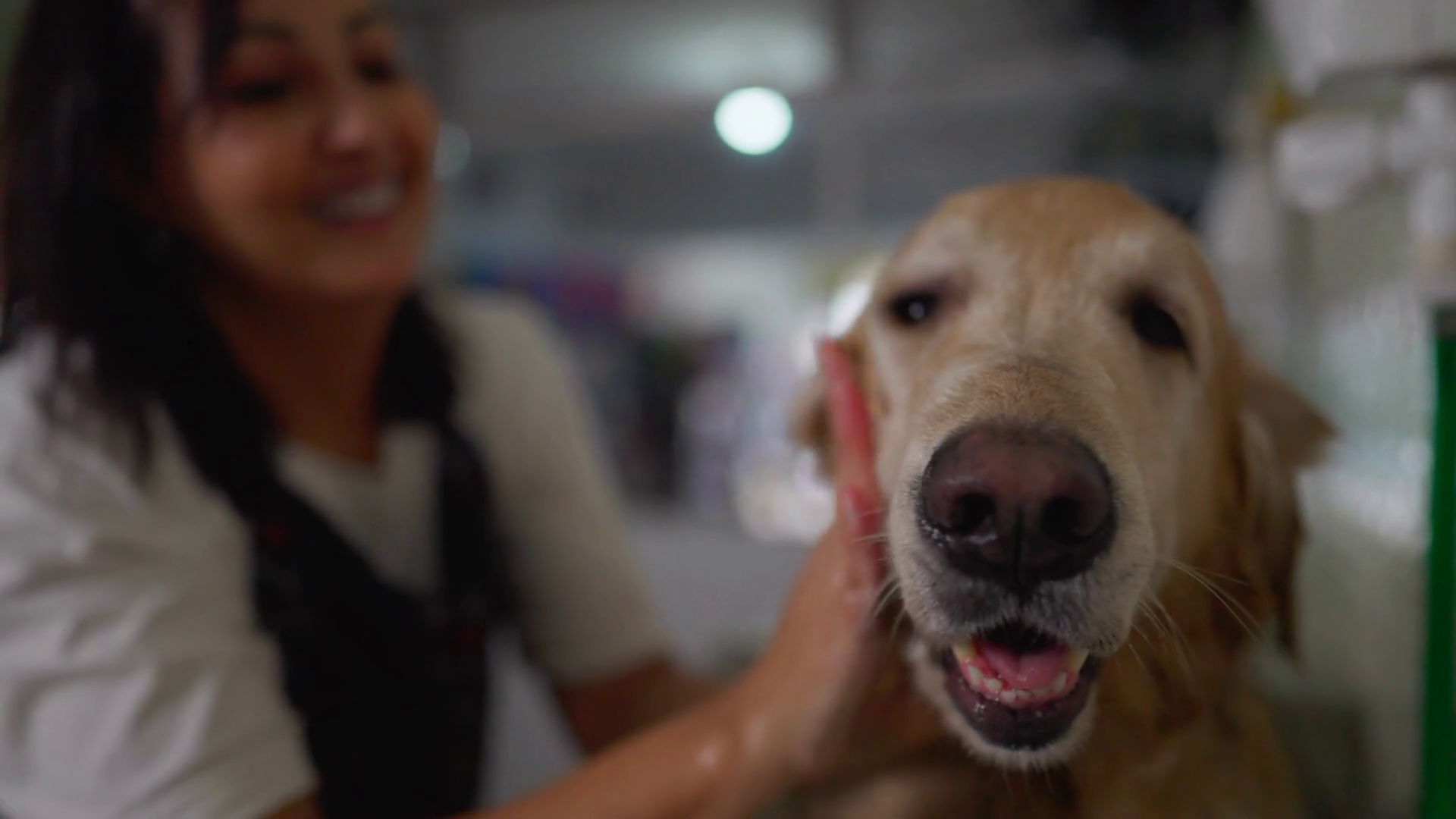 Pampered Pooch: Close-up Of Happy Pet Shop Stock Footage SBV-348394491 ...