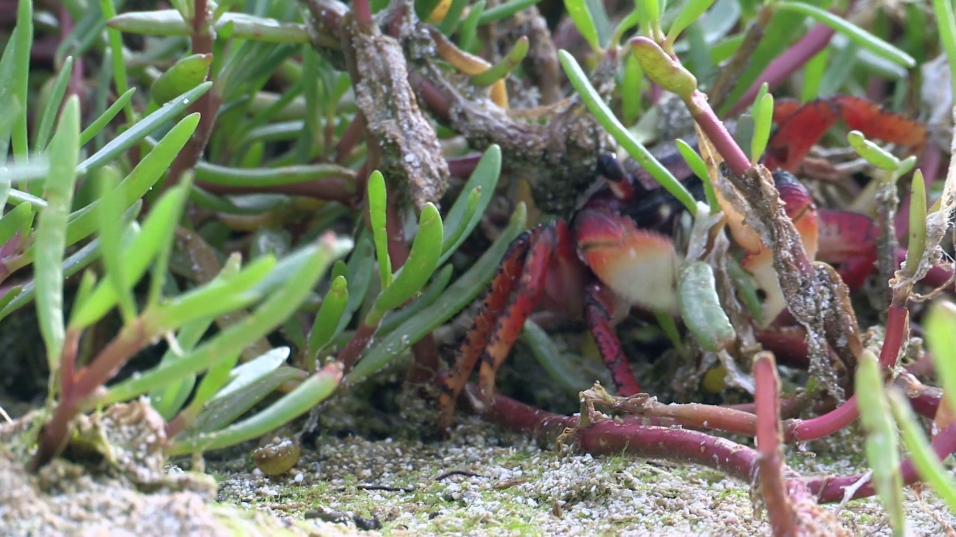 Crab Wild Crabs In Wild Crab In Outdoor Wild Stock Footage SBV ...