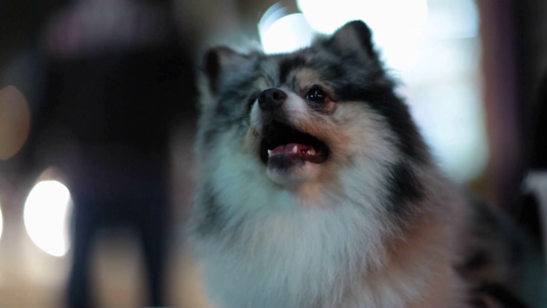 Cute Dog Barking With Beautiful Night Bokeh Stock Footage SBV-348436200 ...