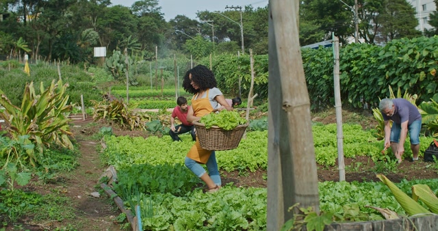 Pick Vegetables Stock Footage: Royalty-Free Video Clips - Storyblocks