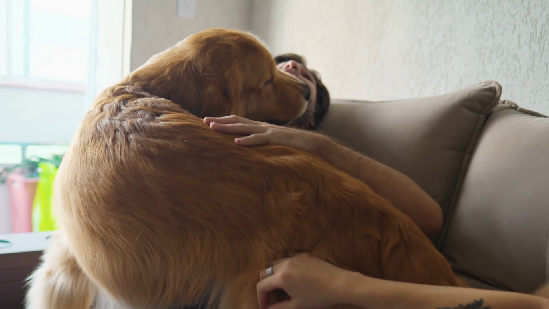 Affectionate Golden Retriever Dog Licking Stock Footage SBV-348491401 ...