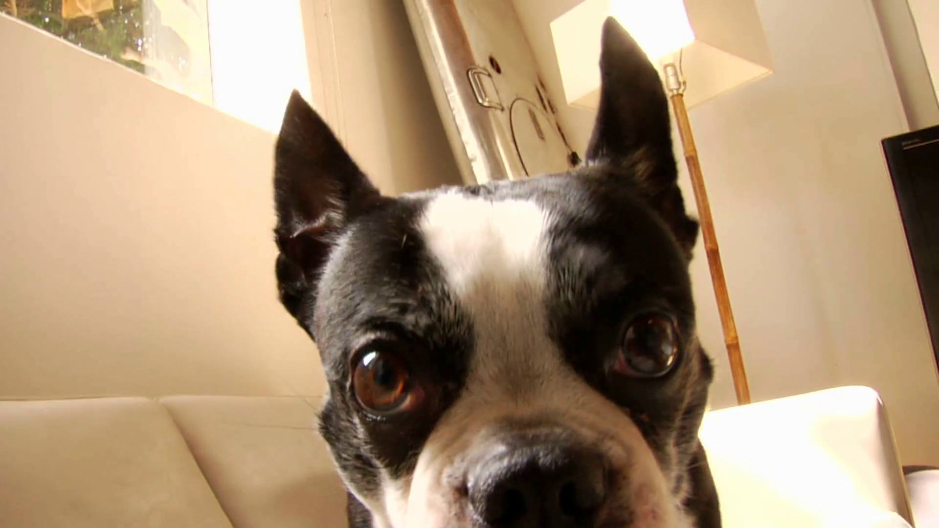 Close Up View Of French Bulldog Sniffing Stock Footage SBV-348434690 ...