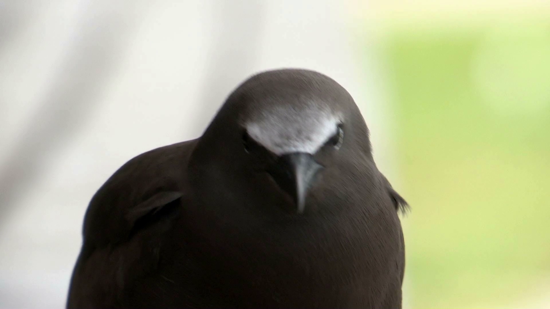 Intense Gaze: Wild Bird In Extreme Close-up Stock Footage SBV-348435882 ...