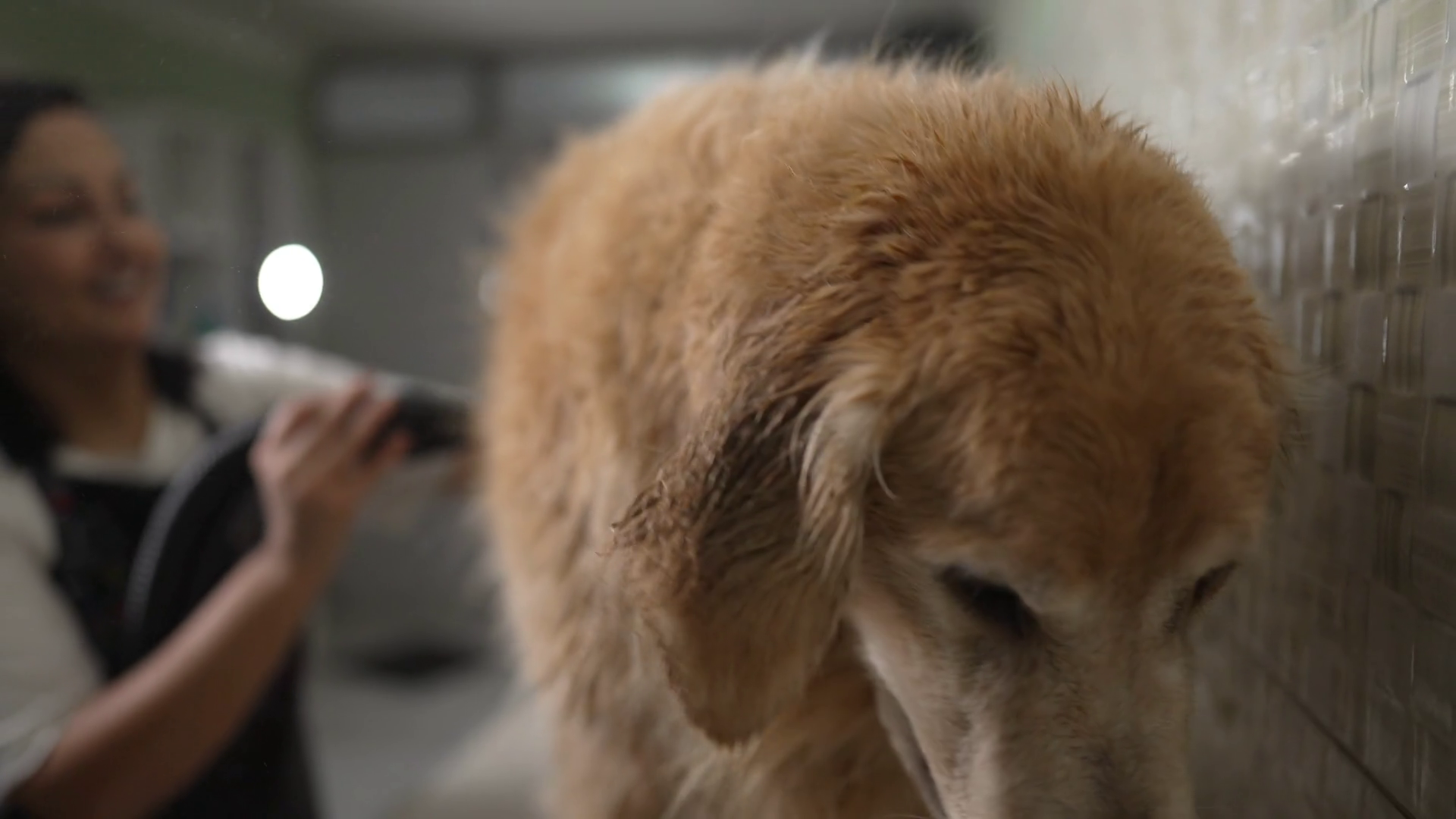 Gleaming Grooming: Happy Pet Shop Owner Stock Footage SBV-348394747 ...