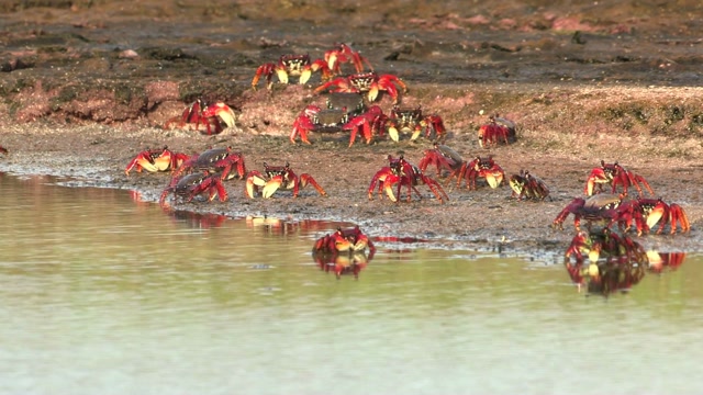 Crab Pots Stock Footage: Royalty-Free Video Clips - Storyblocks