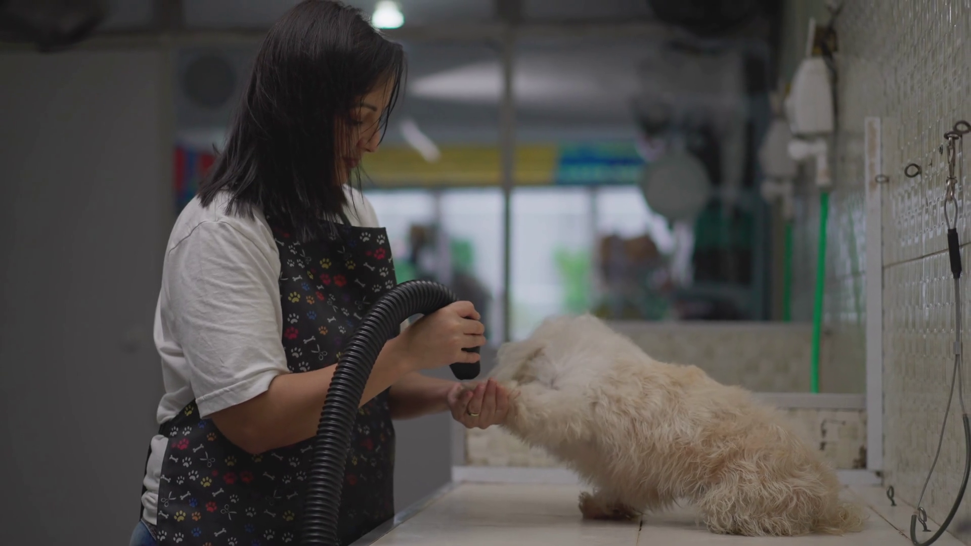 Dedicated Dog Grooming: Pet Shop Employee Stock Footage SBV-348393412 ...