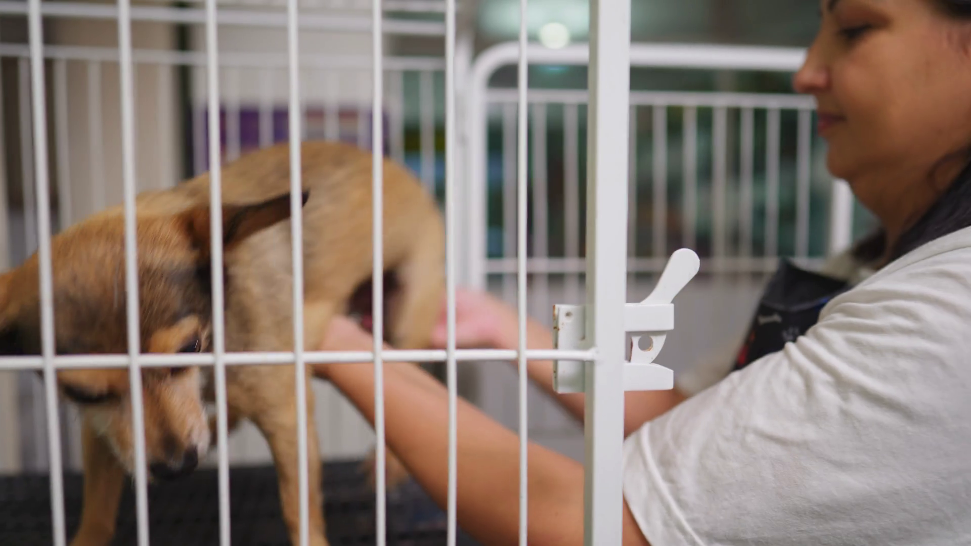 Caged Care: Pet Shop Employee Places Small Stock Footage SBV-348393445 ...